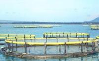 China HDPE Circular Floating Fish Cage 6m-90m Diameter for Marine Aquaculture - Temperature Range -60°C to +80°C for sale