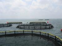 China HDPE Deep Water Aquaculture Cage for Tilapia Farming - 4-200sq. M Sizes with 50-Year UV Resistance for sale