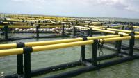 China HDPE Floating Fish Cages 5x5m to 20x20m with 200-400mm Pipe Diameter for Offshore Tilapia Farming for sale