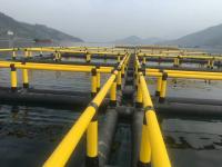China 6x6m Square HDPE Fish Cage for Floating Fish Farming - 15+ Year Lifespan, 12-Grade Typhoon Resistance for sale