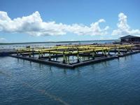 China 6x6m Square HDPE Fish Cage for Floating Fish Farming - 15+ Year Lifespan, 12-Grade Typhoon Resistance for sale