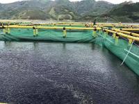 China 6x6m Square HDPE Fish Cage for Floating Fish Farming - 15+ Year Lifespan, 12-Grade Typhoon Resistance for sale