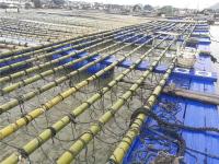 China Marine-Grade Floating Fish Cage System with 15+ Year Lifespan and 12-Grade Typhoon Resistance for sale