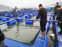 China HDPE Floating Pontoon Fish Farming System - 15+ Year Lifespan, 12-Grade Typhoon Resistance for Lake & Marine Aquaculture for sale