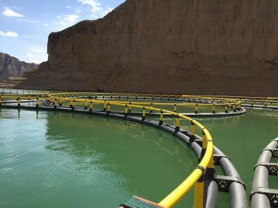China HDPE Aquaculture Circular Cage - 15+ Year Lifespan, 12-Grade Typhoon Resistance for Marine Fish Farming for sale