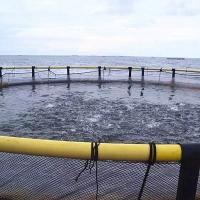 China HDPE Floating Fish Farming Cage 250cm x 110cm x 6.8cm with 15+ Year Lifespan and Grade 12 Typhoon Resistance for sale