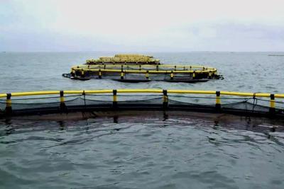 China HDPE Offshore Fish Cages 10m-60m Diameter | 15+ Year Frame Life | 12-Grade Typhoon Resistance for sale
