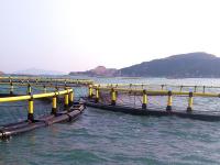 China HDPE Offshore Fish Cages 10m-60m Diameter | 15+ Year Frame Life | 12-Grade Typhoon Resistance for sale