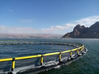 China HDPE Offshore Fish Cages 10m-60m Diameter | 15+ Year Frame Life | 12-Grade Typhoon Resistance for sale