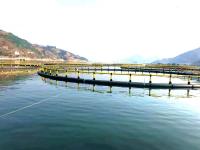 China HDPE Round Fish Cage for Aquaculture - 15+ Year Lifespan, 12-Grade Typhoon Resistance, Custom Sizes Available for sale
