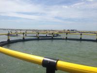China HDPE Round Fish Cage for Aquaculture - 15+ Year Lifespan, 12-Grade Typhoon Resistance, Custom Sizes Available for sale