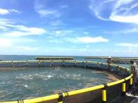 China HDPE Round Fish Cage for Aquaculture - 15+ Year Lifespan, 12-Grade Typhoon Resistance, Custom Sizes Available for sale