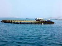 China HDPE Floating Fish Cage for Tilapia Farming - 15+ Year Lifespan, 12-Grade Typhoon Resistance for sale