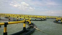 China HDPE Offshore Aquaculture Fish Cage 30-200m Circumference with 15+ Year Lifespan and ISO9001 Certification for sale