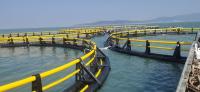 China HDPE Floating Fish Farming Cage 200mm 350mm 500mm for Aquaculture Offshore for sale