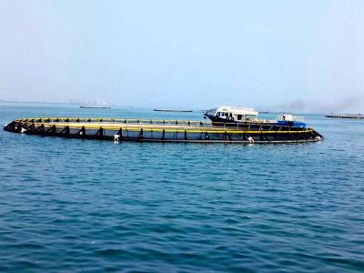 China HDPE Circular Floating Fish Cage 12 Grade Typhoon Resistant for Commercial Offshore Aquaculture for sale