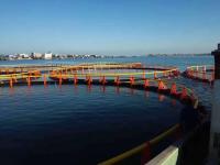 China Custom HDPE Aquaculture Fish Farm Cage - 15+ Year Lifespan, 50m Depth, Typhoon Resistant Floating System for sale