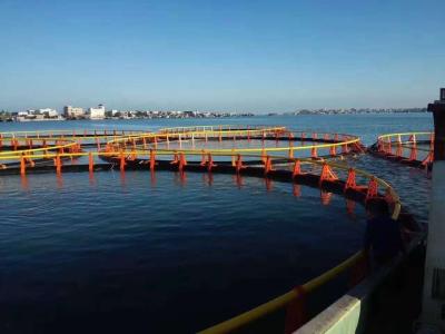 China HDPE Shrimp Farming Aquaculture Cage Equipment 10m-60m Diameter with 15+ Year Lifespan and Typhoon Resistance for sale