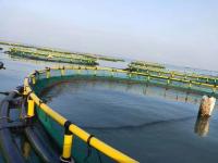 China HDPE Fish Farming Cages with 15+ Year Lifespan, 12-Grade Typhoon Resistance for Sustainable Aquaculture for sale