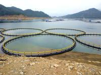 China HDPE Fish Farming Cages with 15+ Year Lifespan, 12-Grade Typhoon Resistance for Sustainable Aquaculture for sale