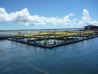 China 6x6m Square Aquaculture Fish Cage with 200mm-500mm HDPE Floating Pipes for Lake and River Farming for sale