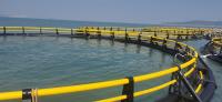 China HDPE Floating Fish Farming Cage 200mm/315mm/500mm with 15+ Year Lifespan and Typhoon Resistance for sale
