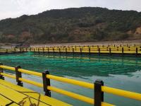 China HDPE Circular Floating Net Cage for Fish Farming 160m Circumference Anti-Wave 12 Grade Typhoon for sale