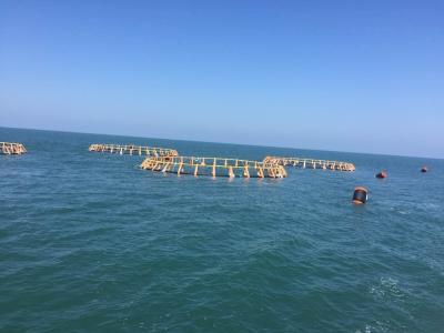 China HDPE Plastic Fish Farming Cage with Bracket - 160m Circumference, 15+ Year Lifespan for Tilapia Breeding for sale