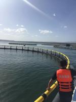 China HDPE Floating Fish Cage 10m-50m Diameter 200mm-400mm Pipe for Aquaculture for sale