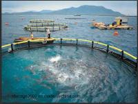 China HDPE Fish Farming Cage 10m-50m Diameter 200mm-400mm Pipe Submersible Rising for sale