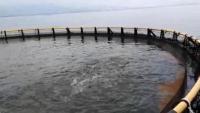 China HDPE Floating Fish Cage 10m-50m Diameter 200mm-400mm Pipe for Aquaculture for sale