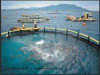 China HDPE Floating Fish Cage 10m-50m Diameter 200mm-400mm Pipe for Aquaculture for sale