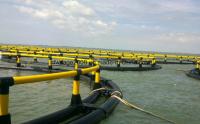 China HDPE Fish Cage 10m-50m Diameter for Lake Farming Marine Grade for sale