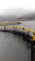 China HDPE Circular Fish Cage 30m 40m 50m Circumference for Deep Sea Offshore Aquaculture Farming for sale