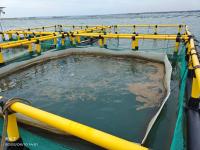 China Square Fish Cage HDPE Floating Pipe 50 Year UV Resistance -60°C to +80°C 50000 Ton Capacity for sale