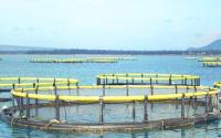 China HDPE Floating Fish Cage 5m to 20m Storm Resistant Offshore Aquaculture System for sale