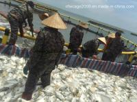 China HDPE Floating Fish Cage 5m to 20m 15-Year Lifespan 12-Grade Typhoon Resistance for Offshore Aquaculture for sale