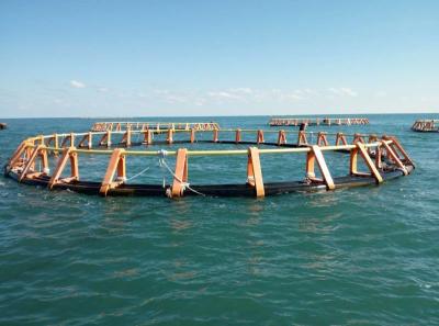 China HDPE Circular Fish Cage 80m-300m Circumference for Marine and Freshwater Aquaculture for sale