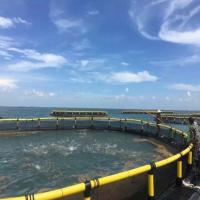 China Heavy Duty HDPE Deep Water Fish Cage Anti-Typhoon 80m-300m Circumference for Offshore Farming for sale