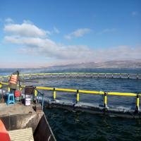 China Heavy Duty HDPE Deep Water Fish Cage Anti-Typhoon 80m-300m Circumference for Offshore Farming for sale