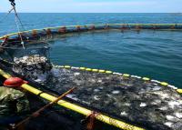 China Deep Sea Anti Wave HDPE Fish Cage 80m-300m Circumference for Tilapia Shrimp Farming for sale
