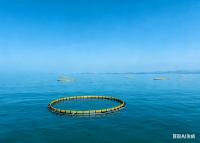 China HDPE Aquaculture Cage Floating Fish Farming Equipment 80m-300m Circumference for sale