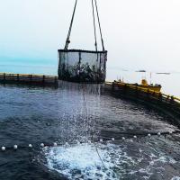 China HDPE Round Aquaculture Cage Integral Injection Molding Solid Frame 80m-300m Circumference Wind Resistant Marine Farming for sale