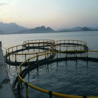 China HDPE Fish Cage Floating Platform 80m-300m Circumference Wave Resistance ≤6m for Offshore Breeding for sale