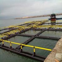 China Oversized Square Floating Fish Cage HDPE 20m x 20m Industrial Aquaculture Net Cage for Tilapia Breeding Anti-Bird Anti-Escape for sale