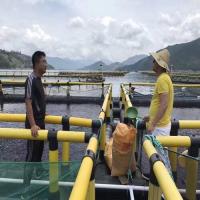 China HDPE Square Floating Fish Cage 4m x 4m Weather Resistant Aquaculture Net Cage for Tilapia Shrimp for sale