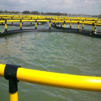 China Custom HDPE Round Floating Fish Cage 80m-300m Circumference Wind Corrosion Resistant for Tilapia Large Scale Breeding for sale