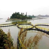 China HDPE Large Round Floating Fish Cage 80m-300m Circumference Weather Resistant Commercial Aquaculture Net Cage for Tilapia Shrimp High Density Farming for sale