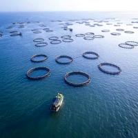 China HDPE Large Round Floating Fish Cage 80m-300m Circumference Weather Resistant Commercial Aquaculture Net Cage for Tilapia Shrimp High Density Farming for sale