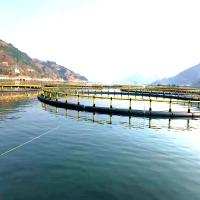 China HDPE Large Round Floating Fish Cage 80m-300m Circumference Weather Resistant Commercial Aquaculture Net Cage for Tilapia Shrimp High Density Farming for sale